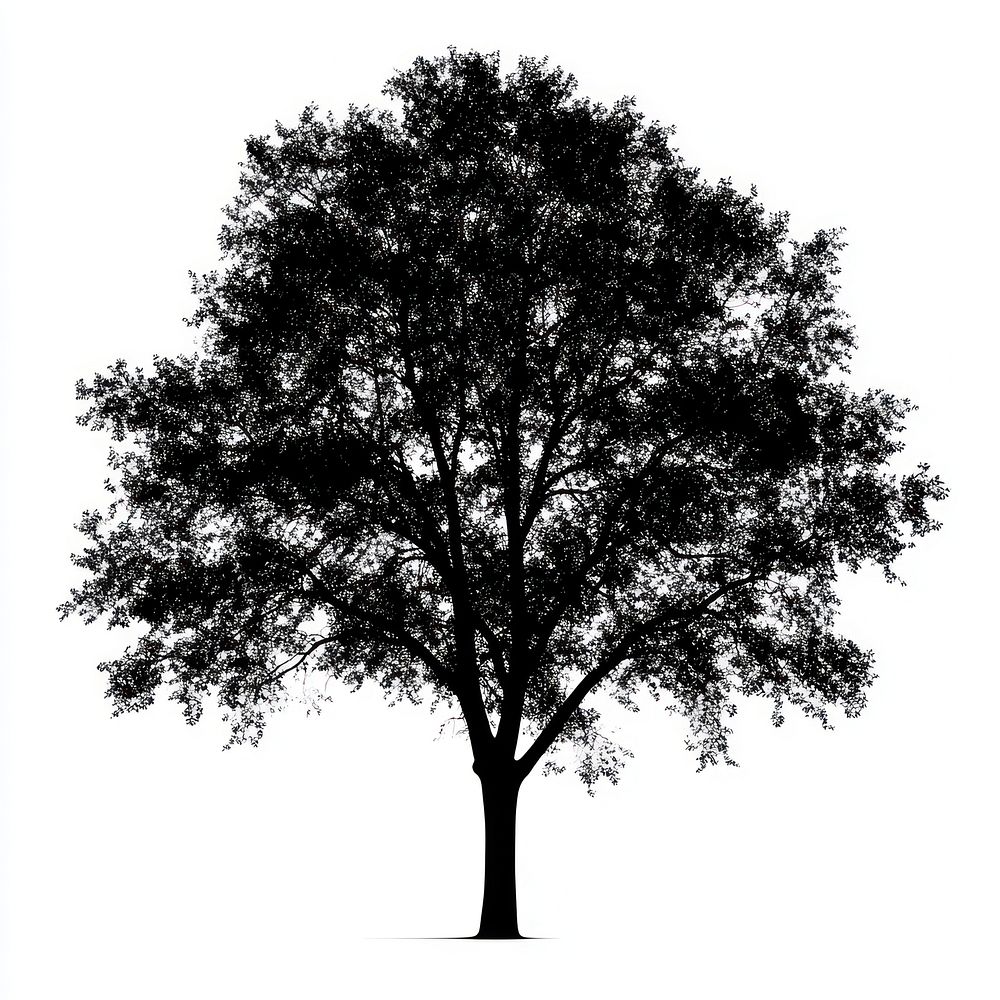 Maple tree outline silhouette white | Free Photo Illustration - rawpixel