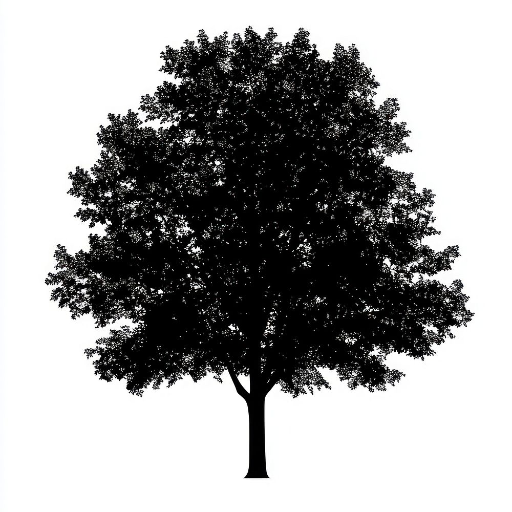 Maple tree outline silhouette white | Free Photo Illustration - rawpixel