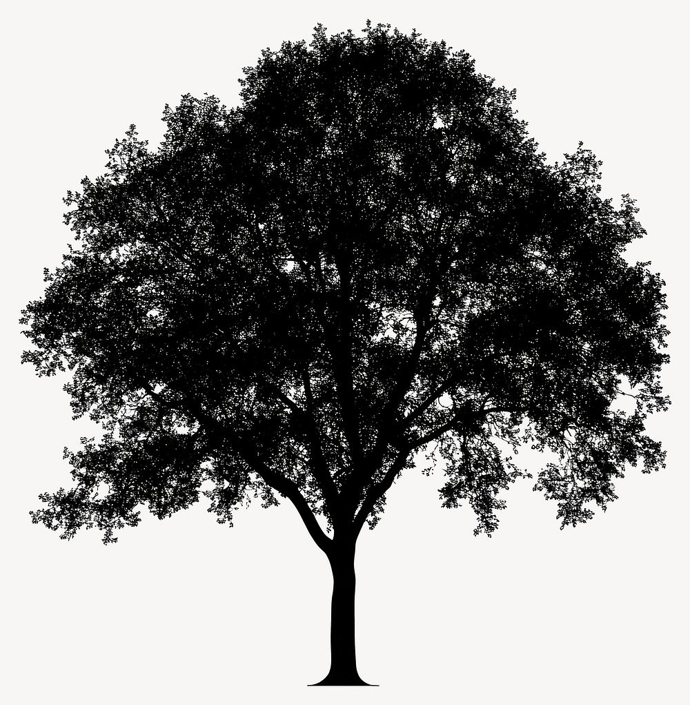 Maple tree outline silhouette white | Free Vector - rawpixel