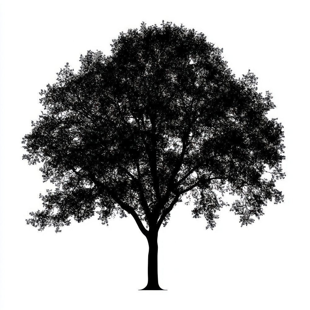 Maple tree outline silhouette white | Free Photo Illustration - rawpixel