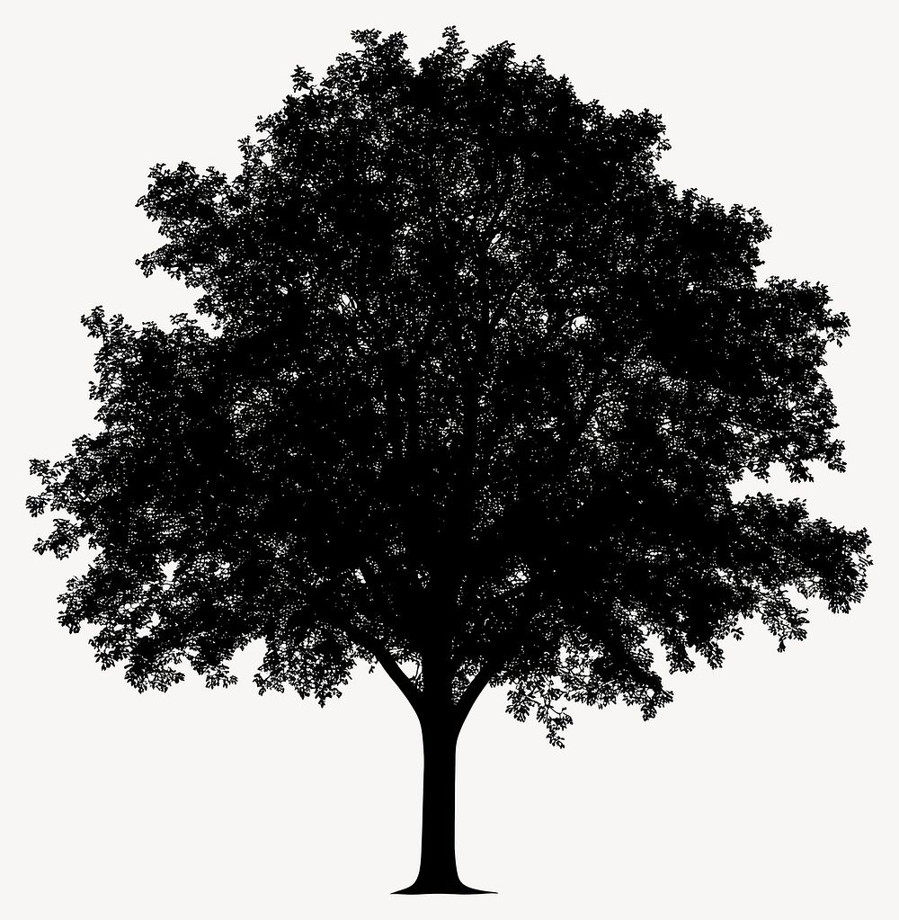 Maple tree outline silhouette isolated | Free Vector - rawpixel