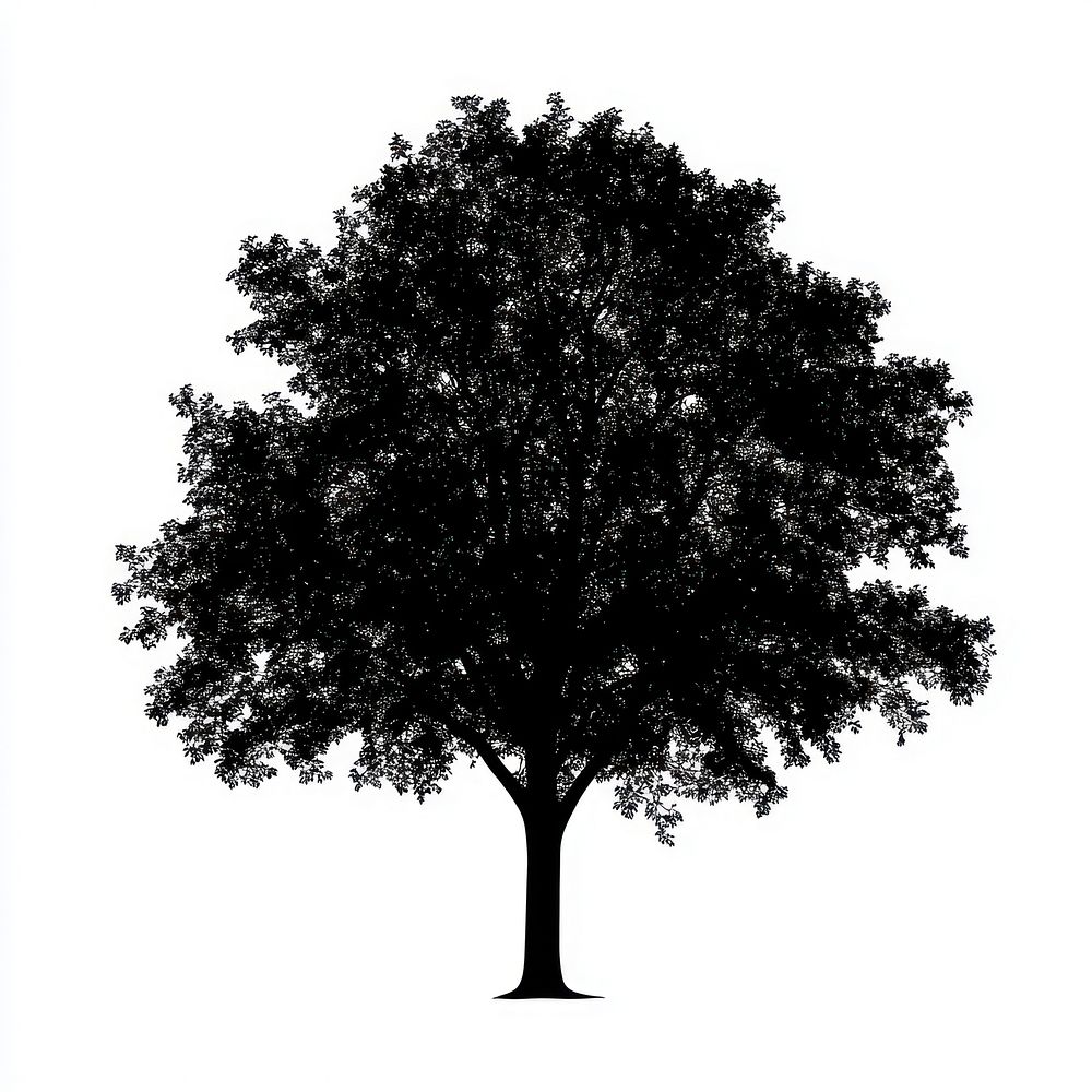 Maple tree outline silhouette isolated | Free Photo Illustration - rawpixel