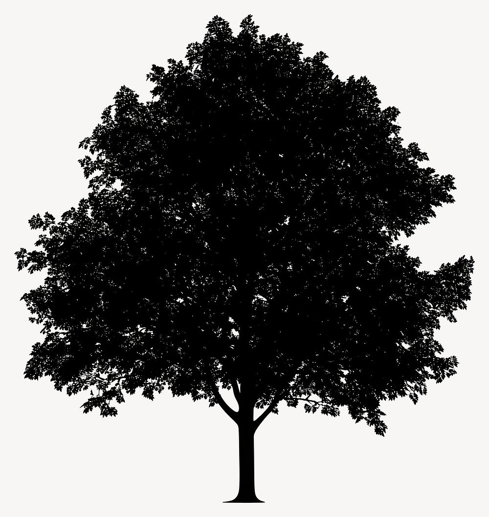 Maple tree outline silhouette white | Free Vector - rawpixel