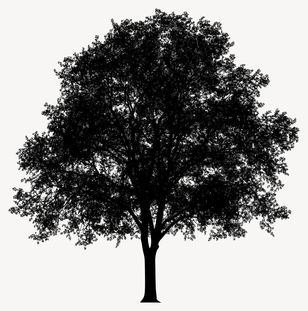 Maple tree outline silhouette white | Free Vector - rawpixel