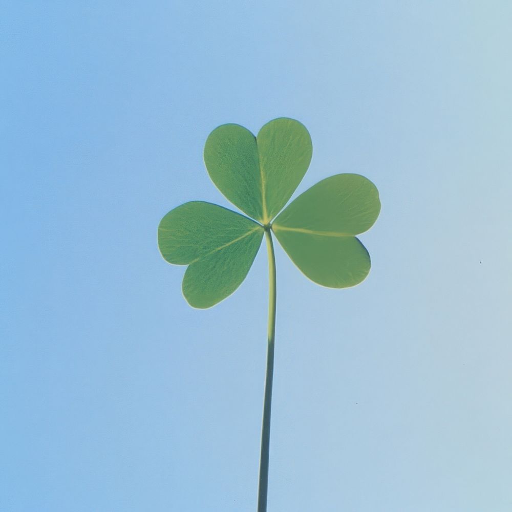 Clover leaf photography botanical outdoor. | Free Photo - rawpixel