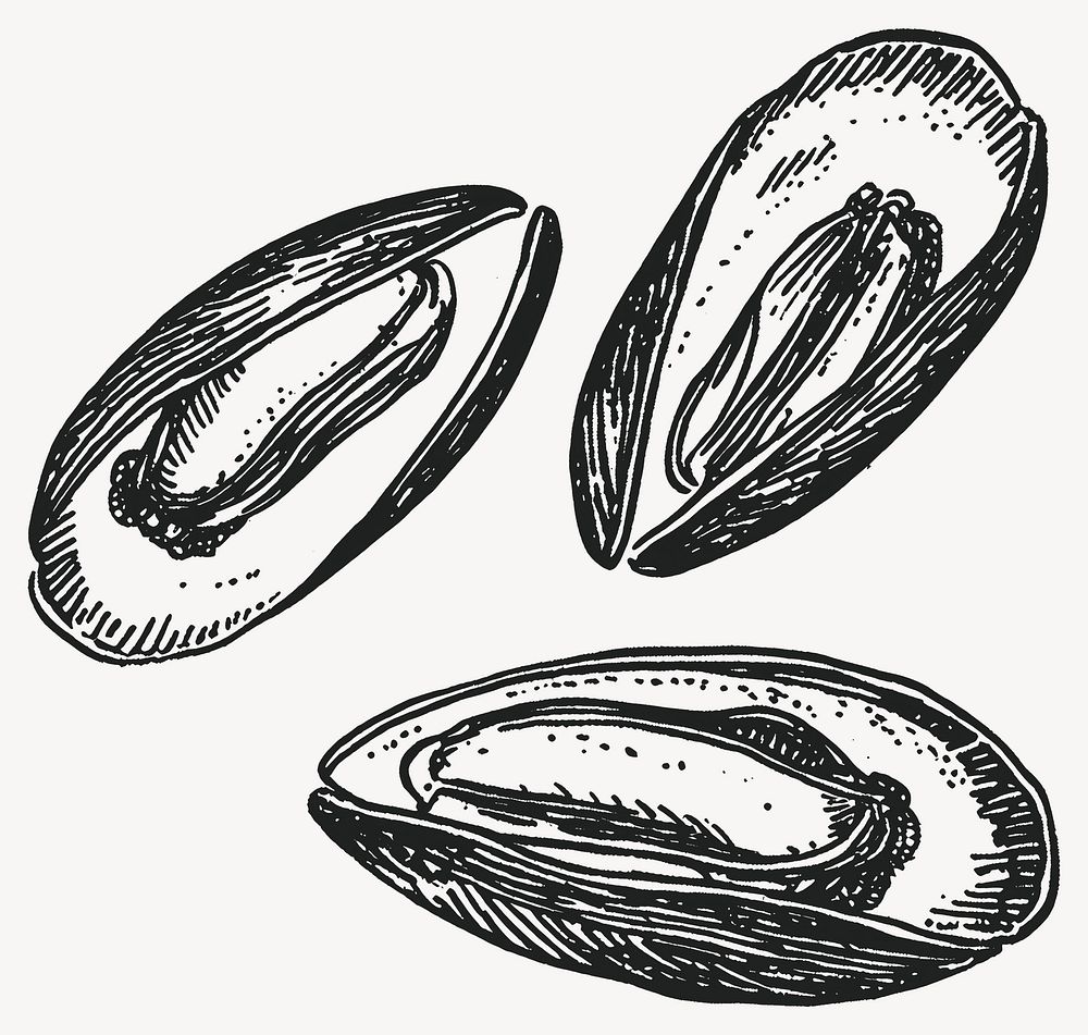Mussels seafood sketch white vector | Free Vector - rawpixel