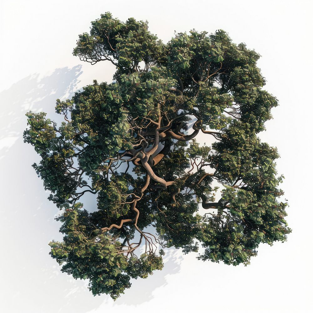 Majestic dark old tree foliage | Free Photo - rawpixel