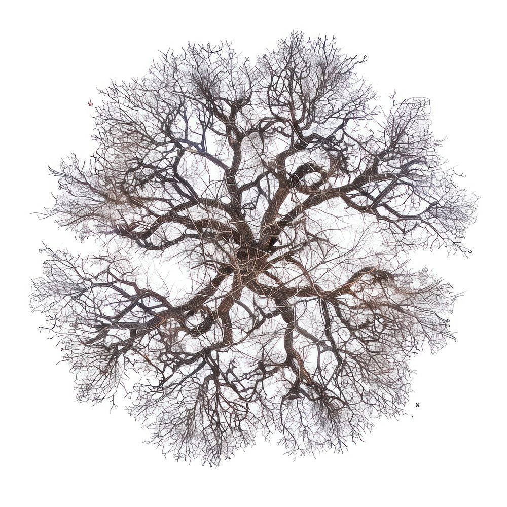 Drying tree art illustrated symmetrical. | Free Photo - rawpixel