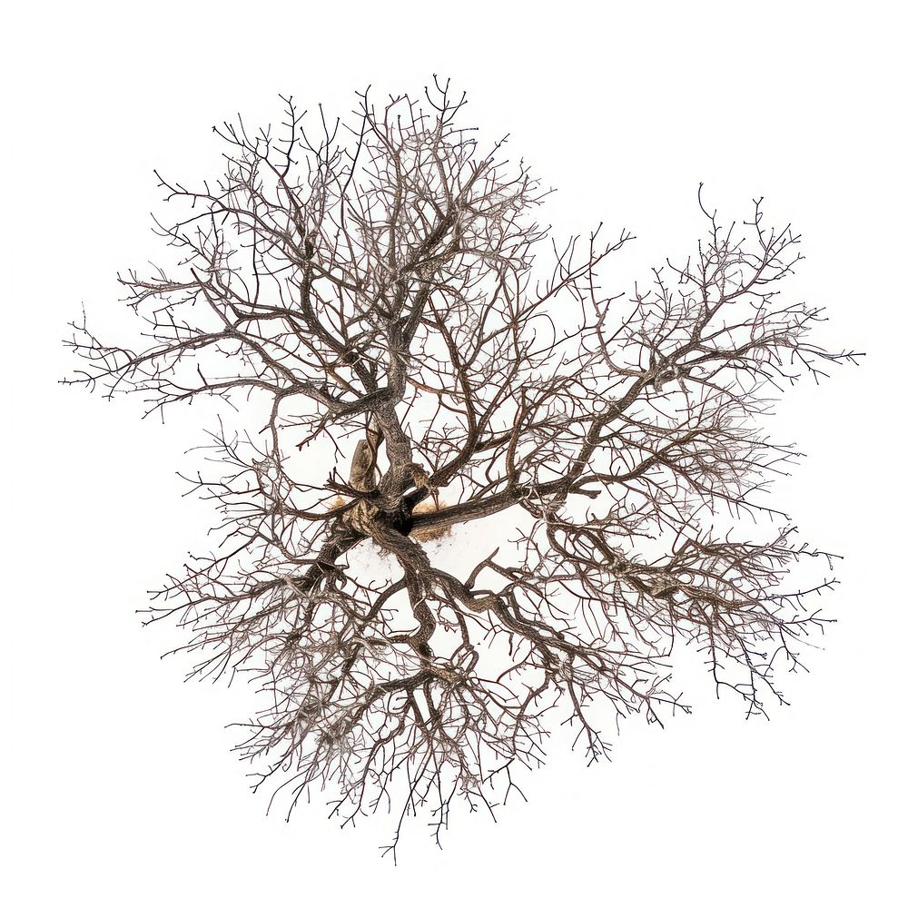 Drying tree illustration intricate botanical. | Free Photo - rawpixel