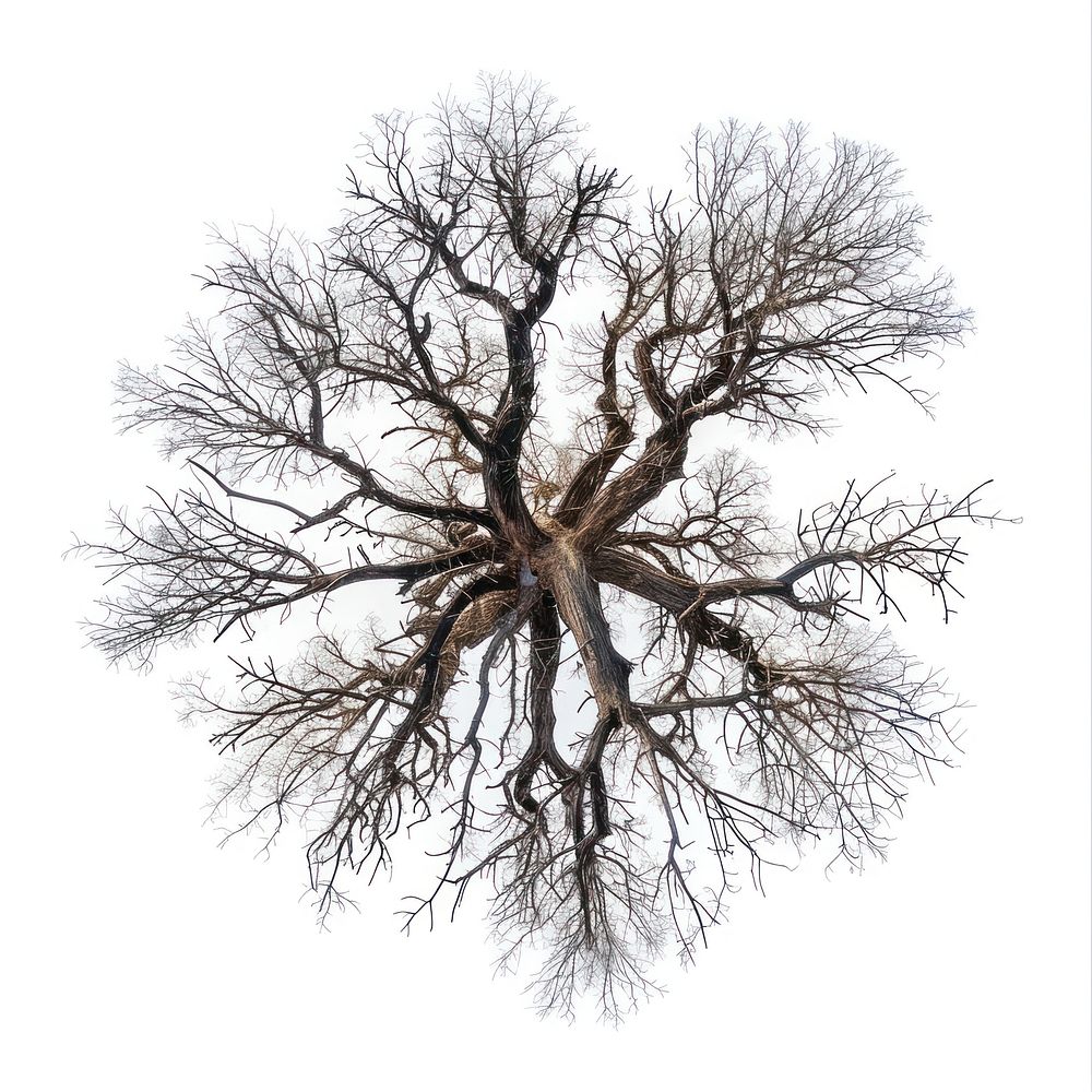 Drying tree art illustration illustrated. | Free Photo - rawpixel