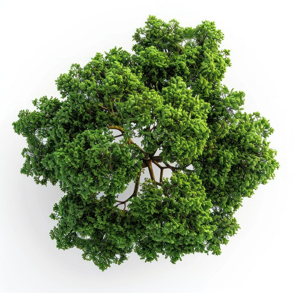 Green tree view top illustration. | Free Photo - rawpixel