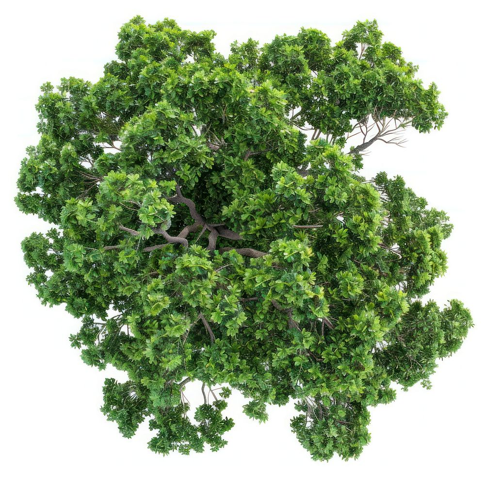 Green tree view top perspective. | Free Photo - rawpixel