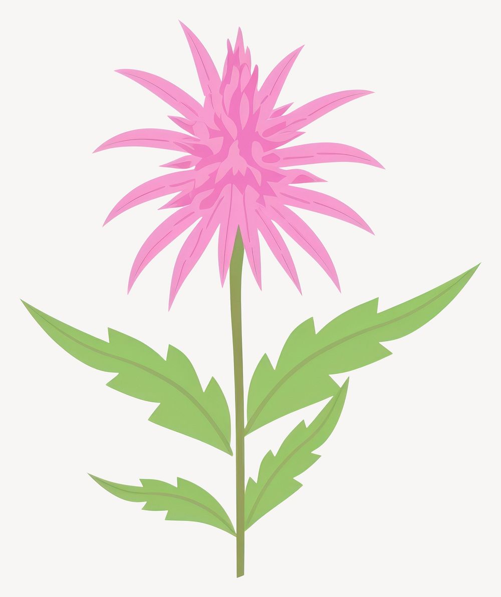 Monarda flower illustration plant art | Free Vector Illustration - rawpixel