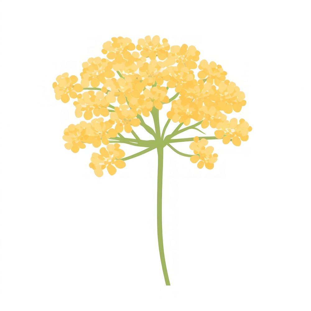 Yarrow flower illustration plant art. | Free Photo Illustration - rawpixel