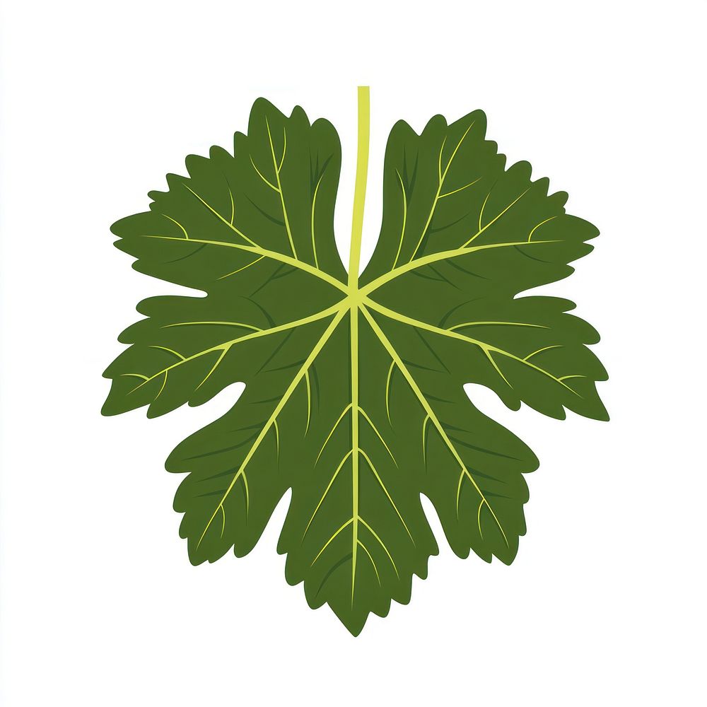 Green grape leaf illustration plant | Free Photo Illustration - rawpixel