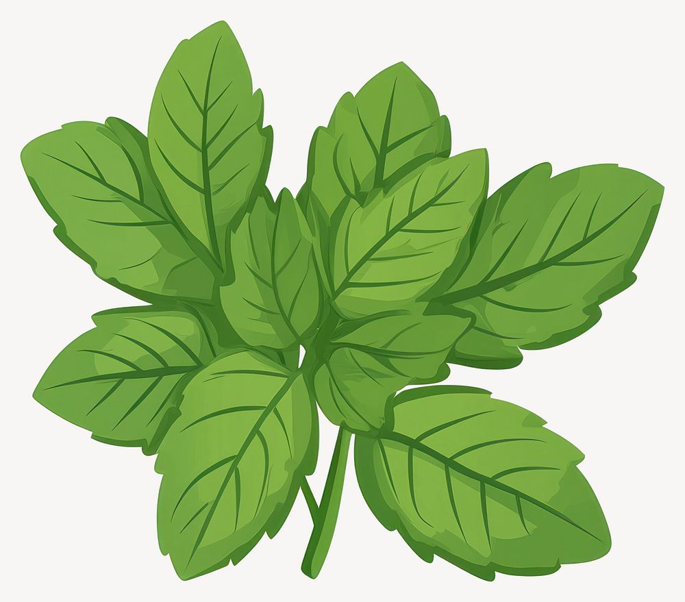 Culinary borage herbs leaf illustration | Free Vector Illustration ...