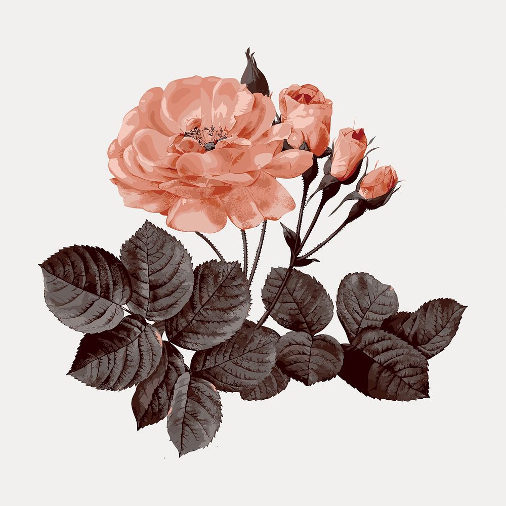Vintage damask rose sticker, vector | Free Vector - rawpixel