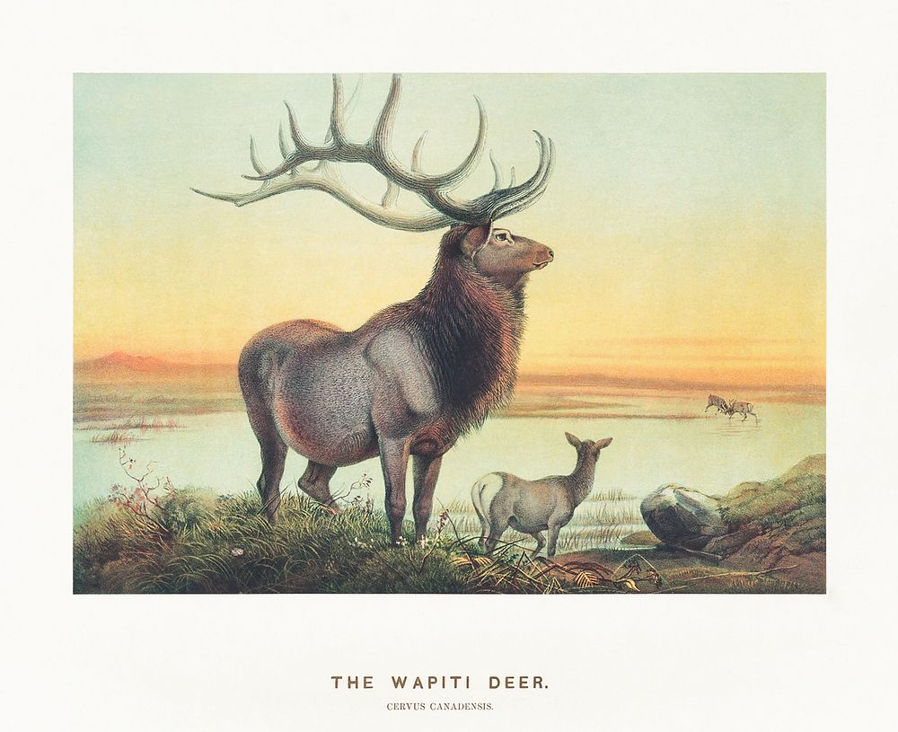 Wapiti Zoological sketches (1861-1867) Joseph | Free Photo Illustration ...