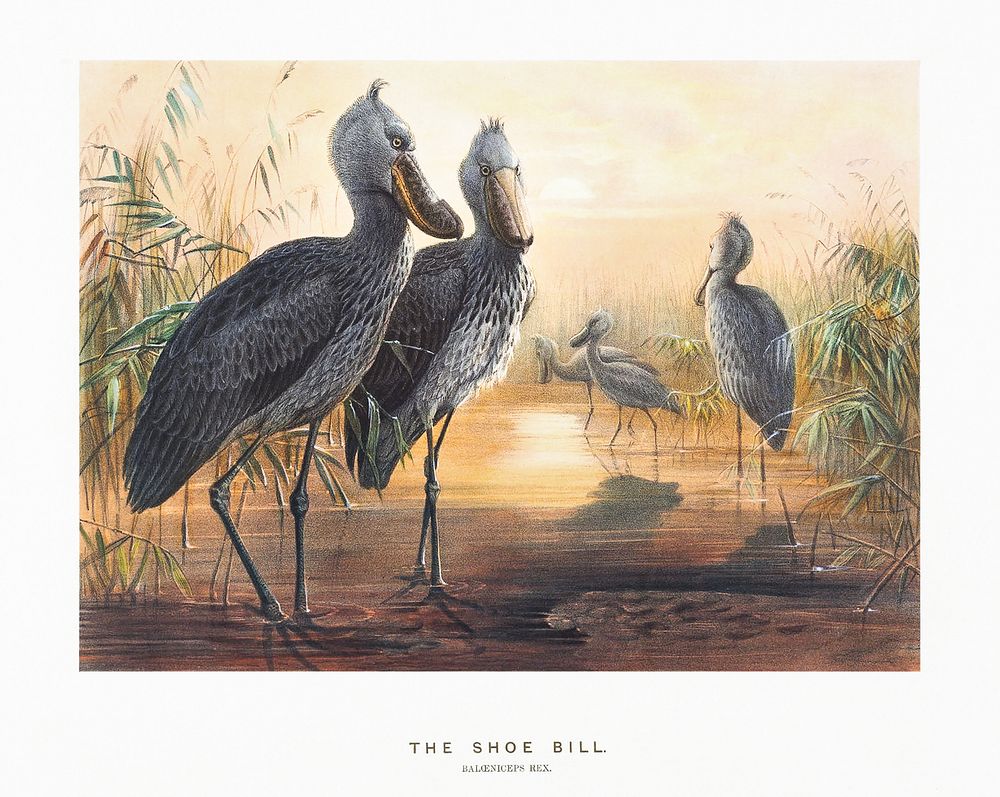 Shoe Bill Zoological sketches (1861-1867) | Free Photo Illustration ...