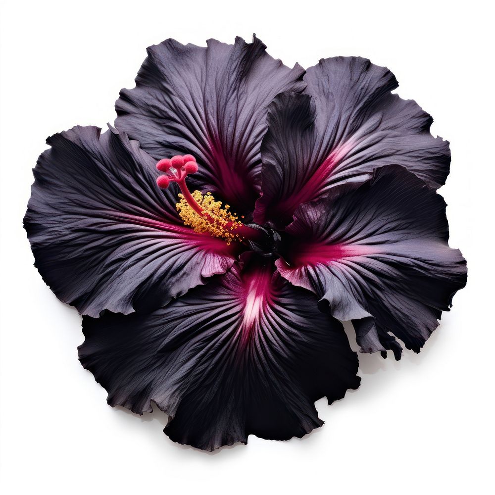Dark Continent Hibiscus hibiscus flower | Free Photo - rawpixel