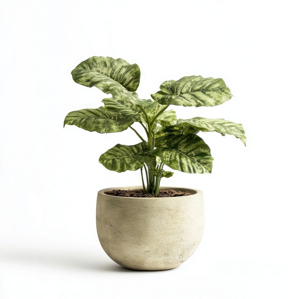 Small indoor potted plant leaves | Free Photo - rawpixel