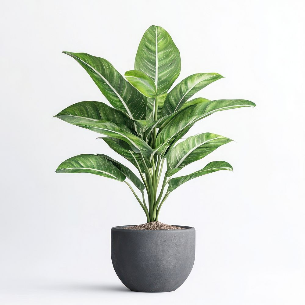 Small indoor potted plant leaf | Free Photo - rawpixel