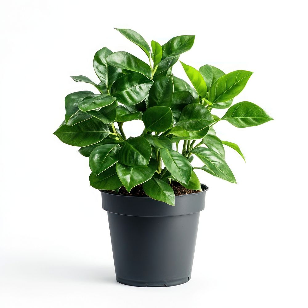 Small indoor potted plant houseplant | Free Photo - rawpixel