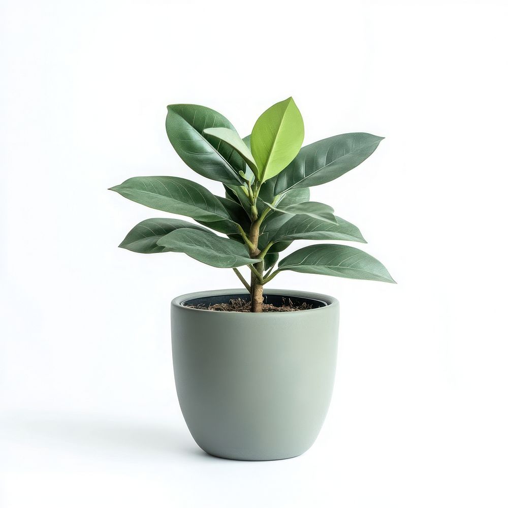 Small indoor potted plant leaf | Free Photo - rawpixel