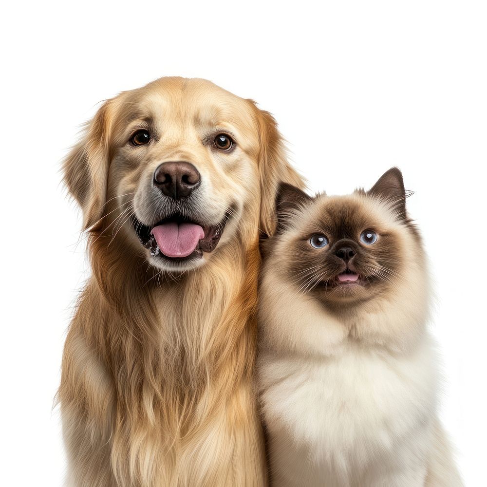 Golden Retriever and Ragdoll pet | Free Photo - rawpixel