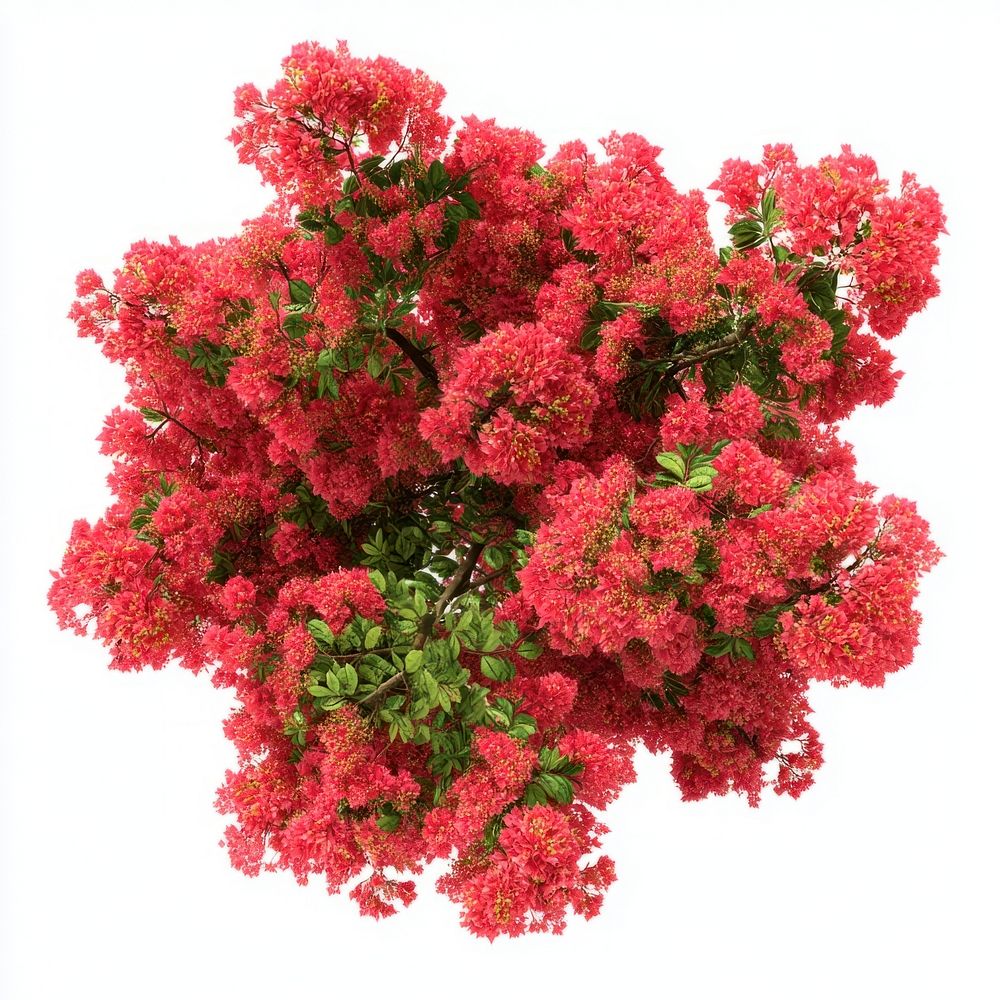 Blooming red flower tree flowers | Free Photo - rawpixel