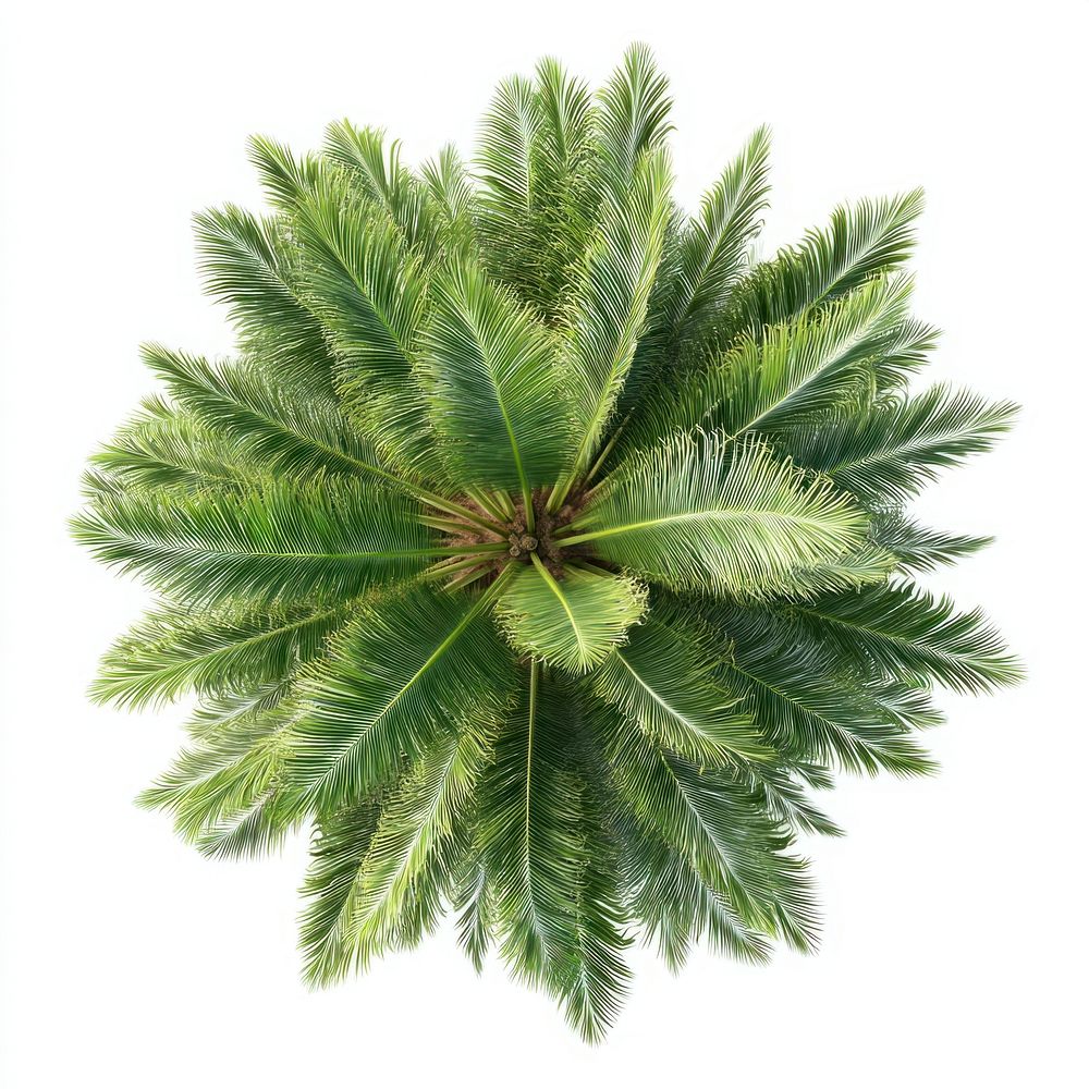 Palm tree background leaves plant. | Free Photo - rawpixel