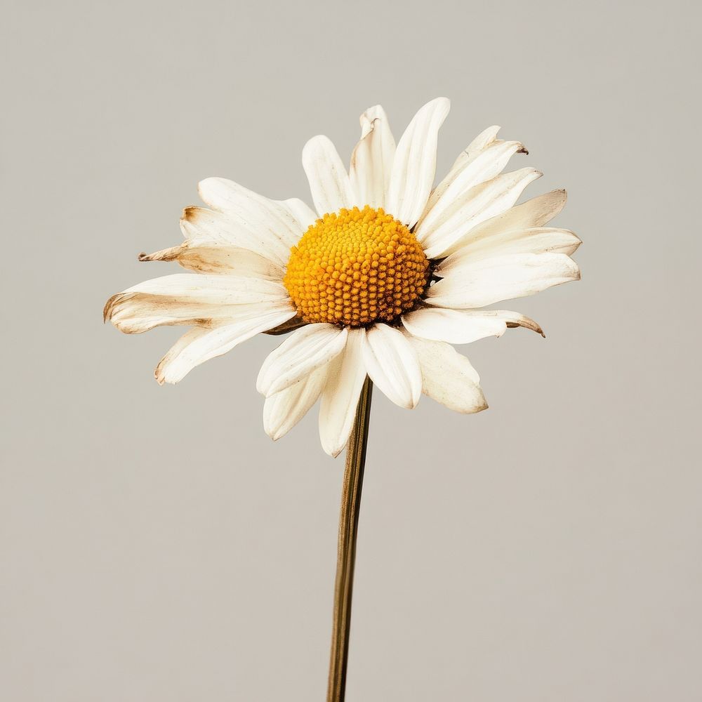 single real daisy flower photography | Free Photo - rawpixel
