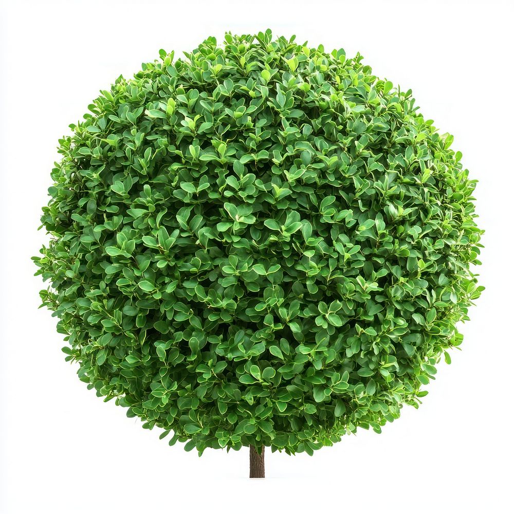 Green garden bush round green | Free Photo - rawpixel