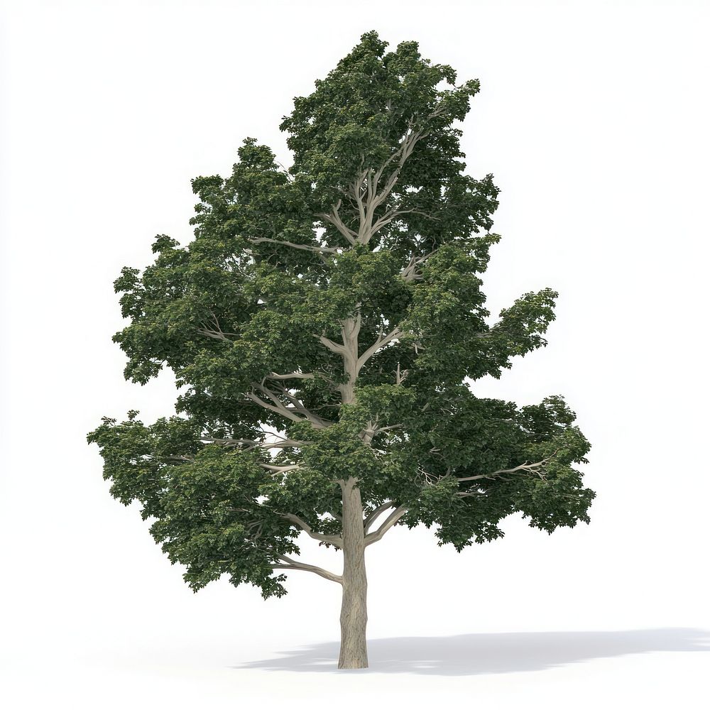 Real big chestnut tree illustration | Free Photo - rawpixel