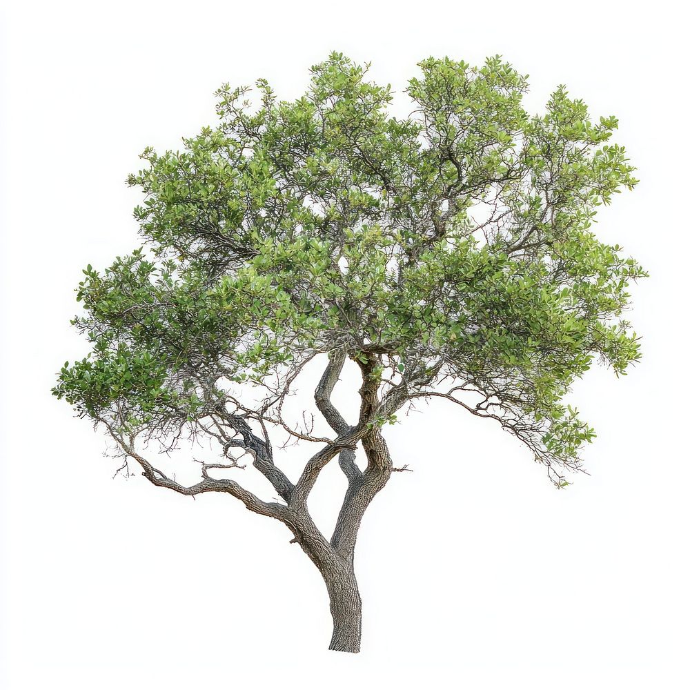 Real oak tree isolated green | Free Photo - rawpixel