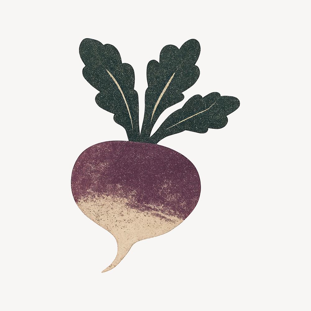 Vintage textured turnip illustration | Free Photo Illustration - rawpixel
