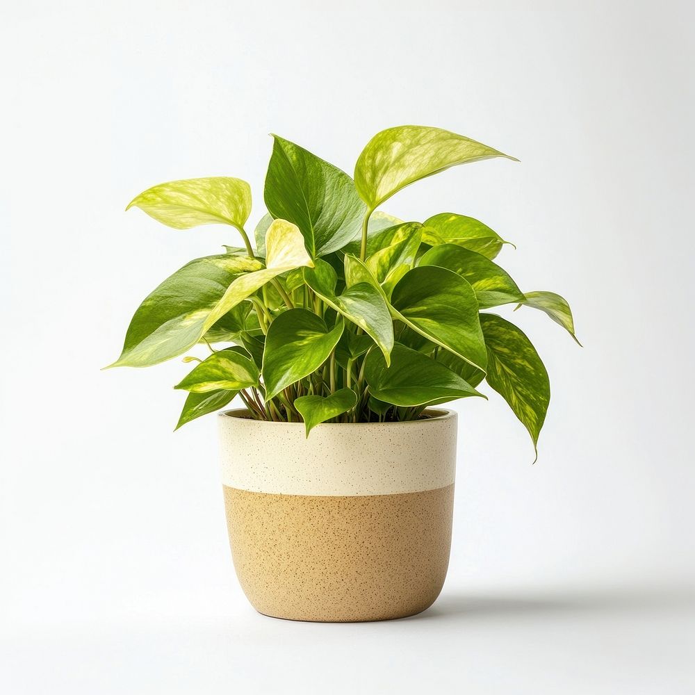 Pothos Plant PNG Images | Free Photos, PNG Stickers, Wallpapers ...