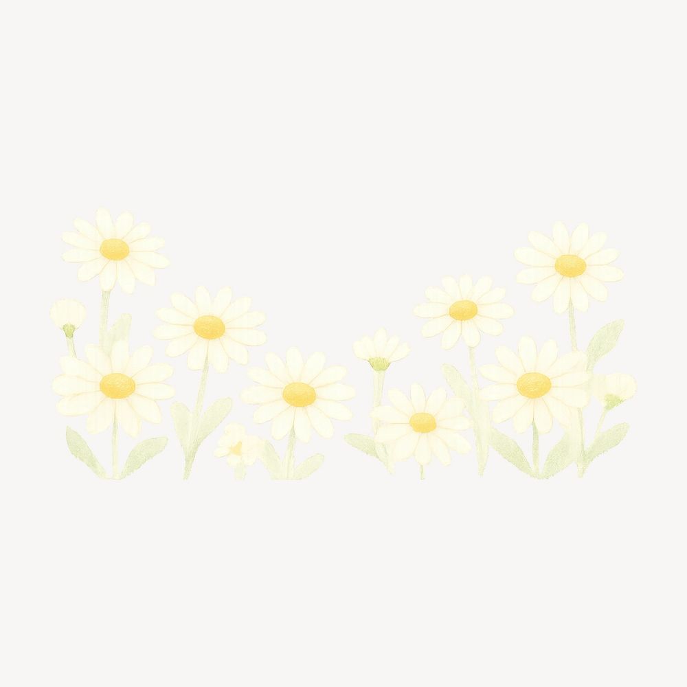Delicate daisies on transparent background | Free Photo Illustration ...