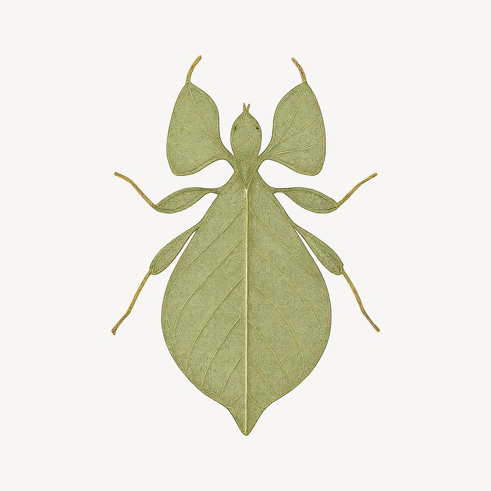 Leaf-shaped insect silhouette design | Free Photo - rawpixel