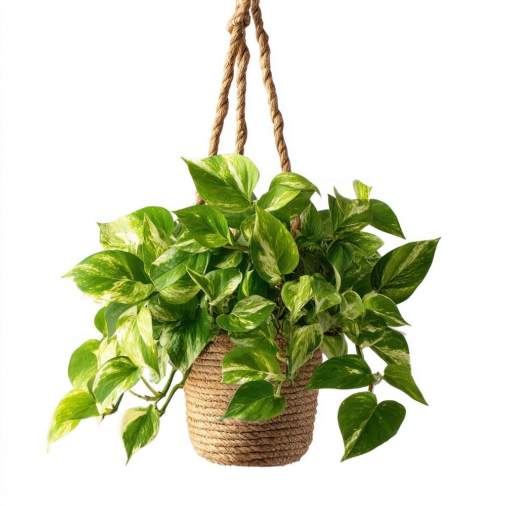 Pothos Leaves Images | Free Photos, PNG Stickers, Wallpapers ...