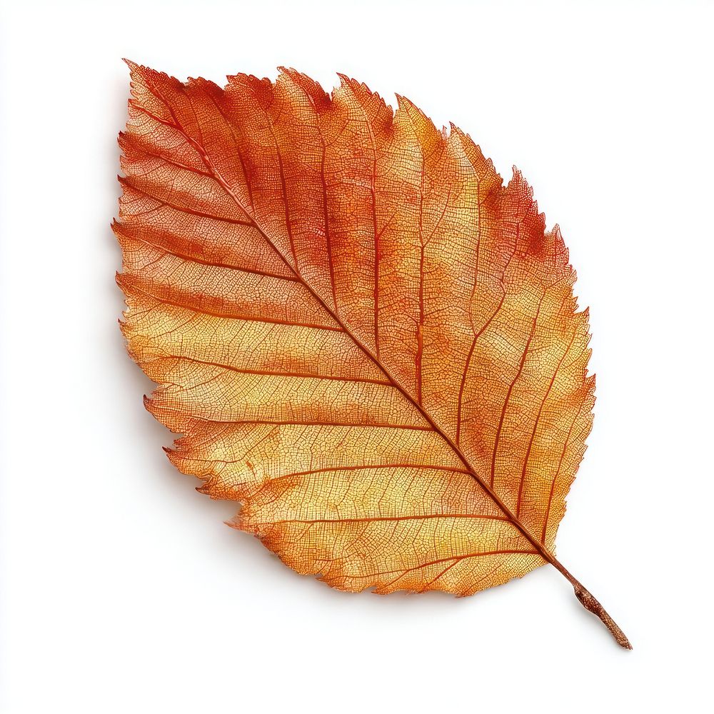 Parallel Texture Images | Free Photos, PNG Stickers, Wallpapers ...