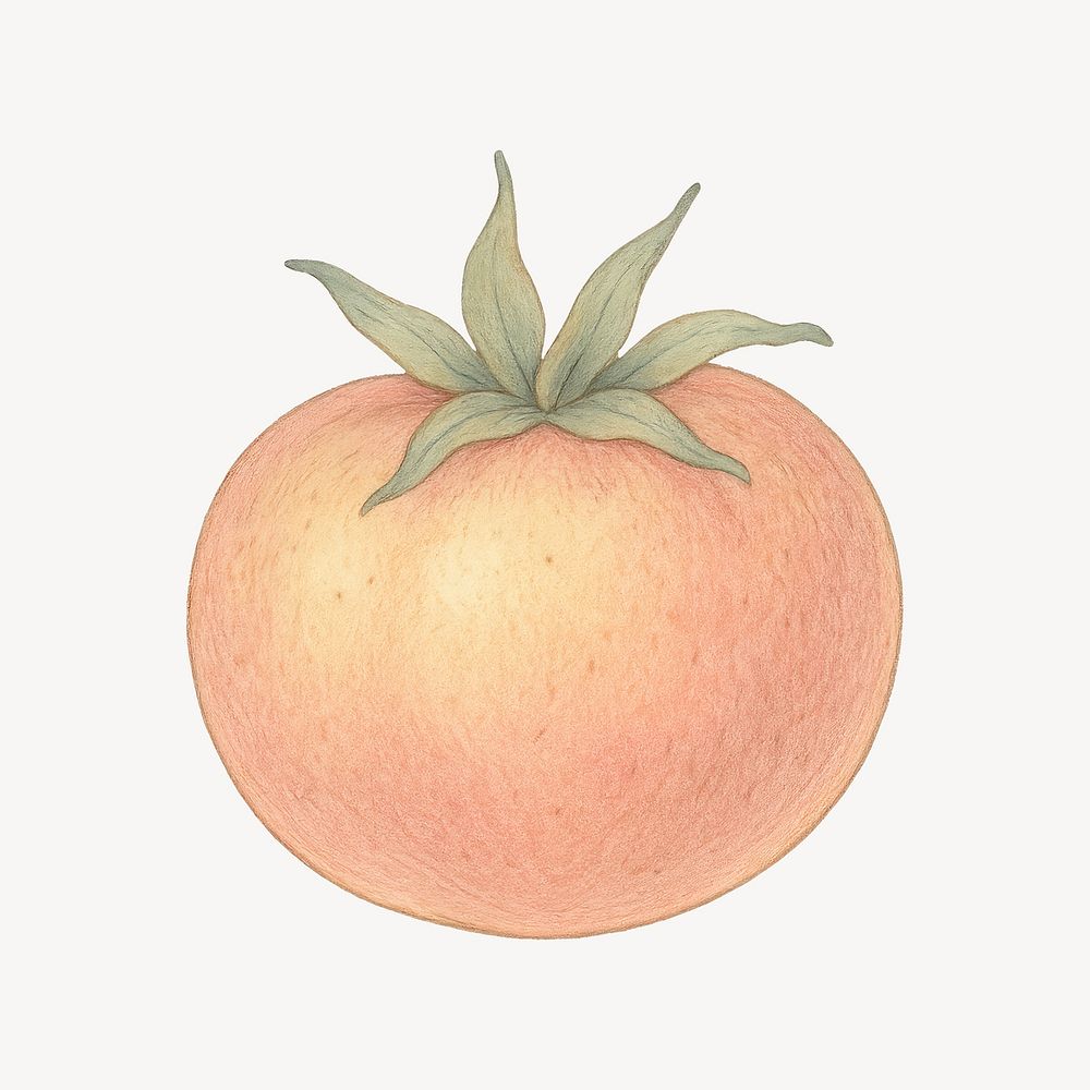 Pencil Drawing Fruits Textures Images | Free Photos, PNG Stickers ...