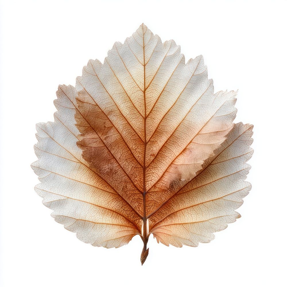 Raw Crops Texture Images | Free Photos, PNG Stickers, Wallpapers ...