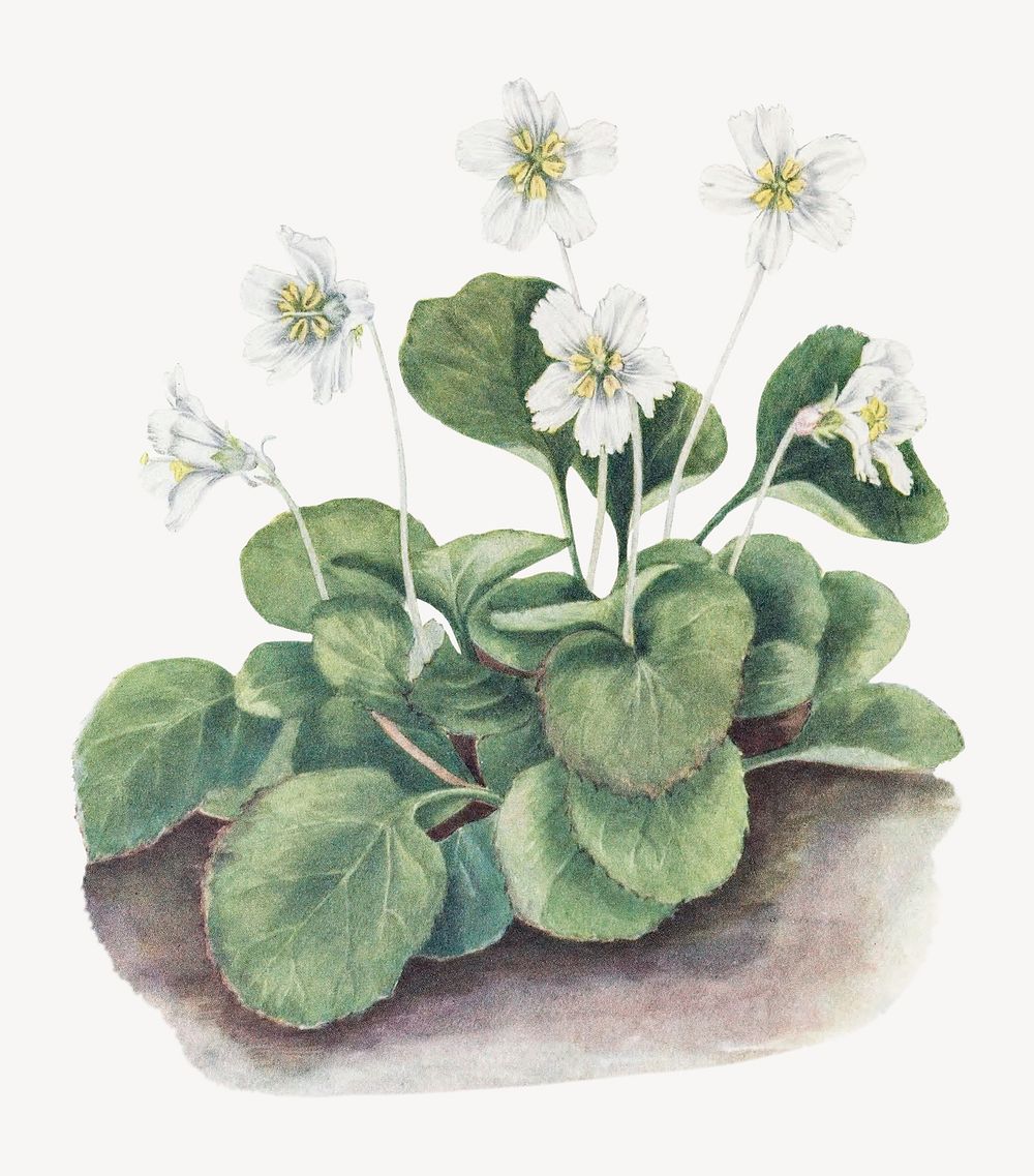 Oconee-Bells North American Wildflowers (1925) | Free Photo ...