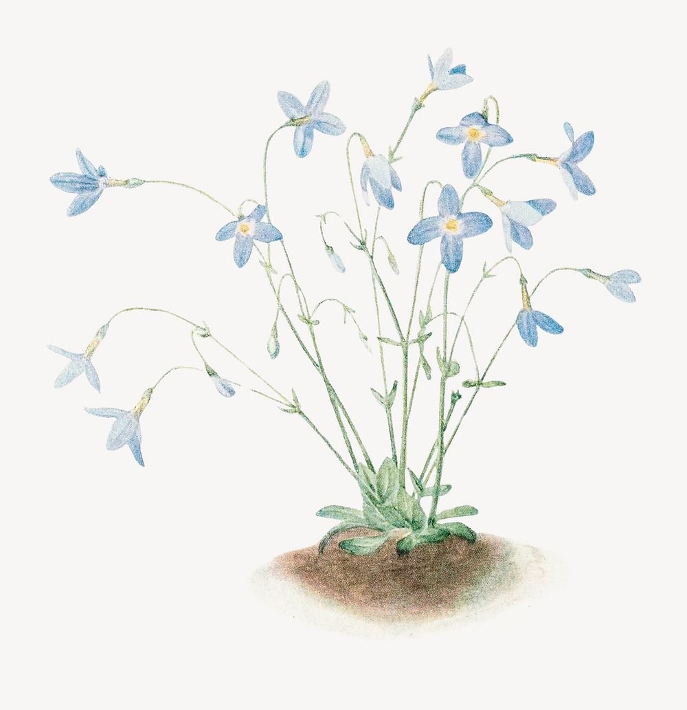 Quaker Ladies North American Wildflowers | Free Photo Illustration ...