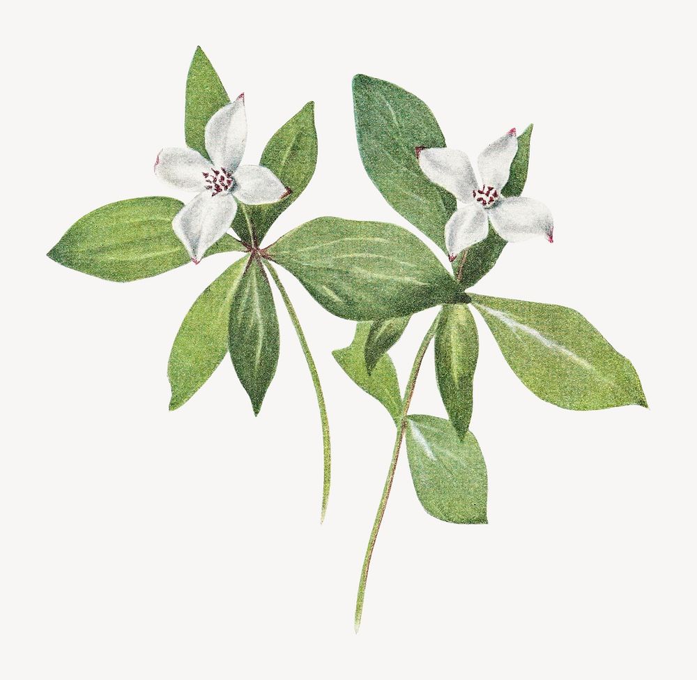 Bunchberry North American Wildflowers Mary | Free Photo Illustration ...