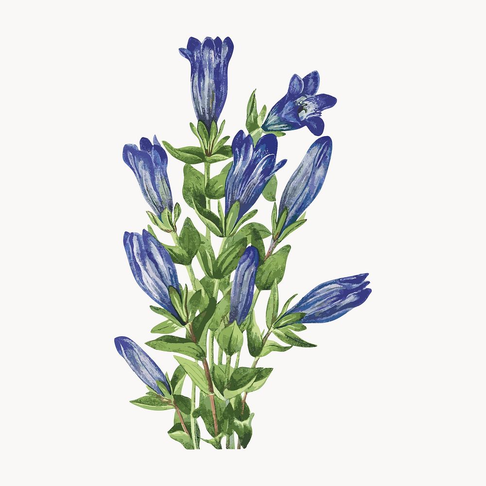Ruff Gentian North American Wildflowers, | Free Vector - rawpixel