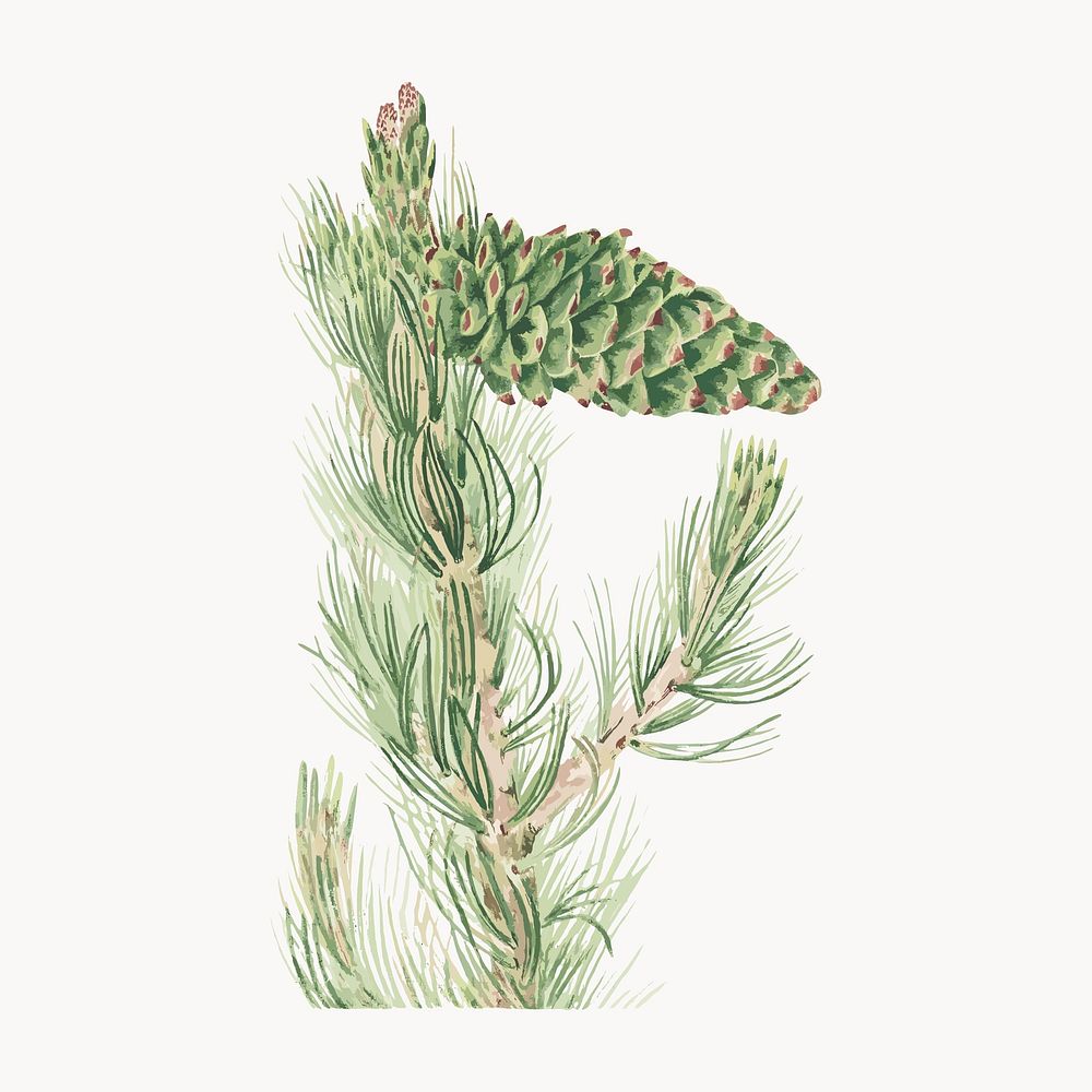 Limber Pine North American Wildflowers, | Free Vector - rawpixel