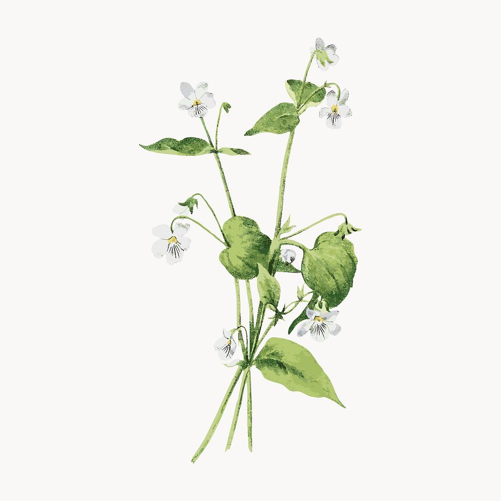 Canada Violet North American Wildflowers, | Free Vector - rawpixel