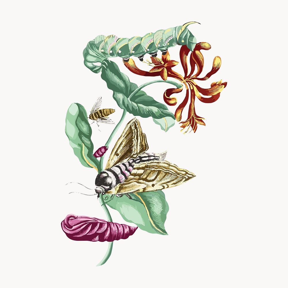 Caterpillars, butterflies and flowers illustration | Free Vector - rawpixel